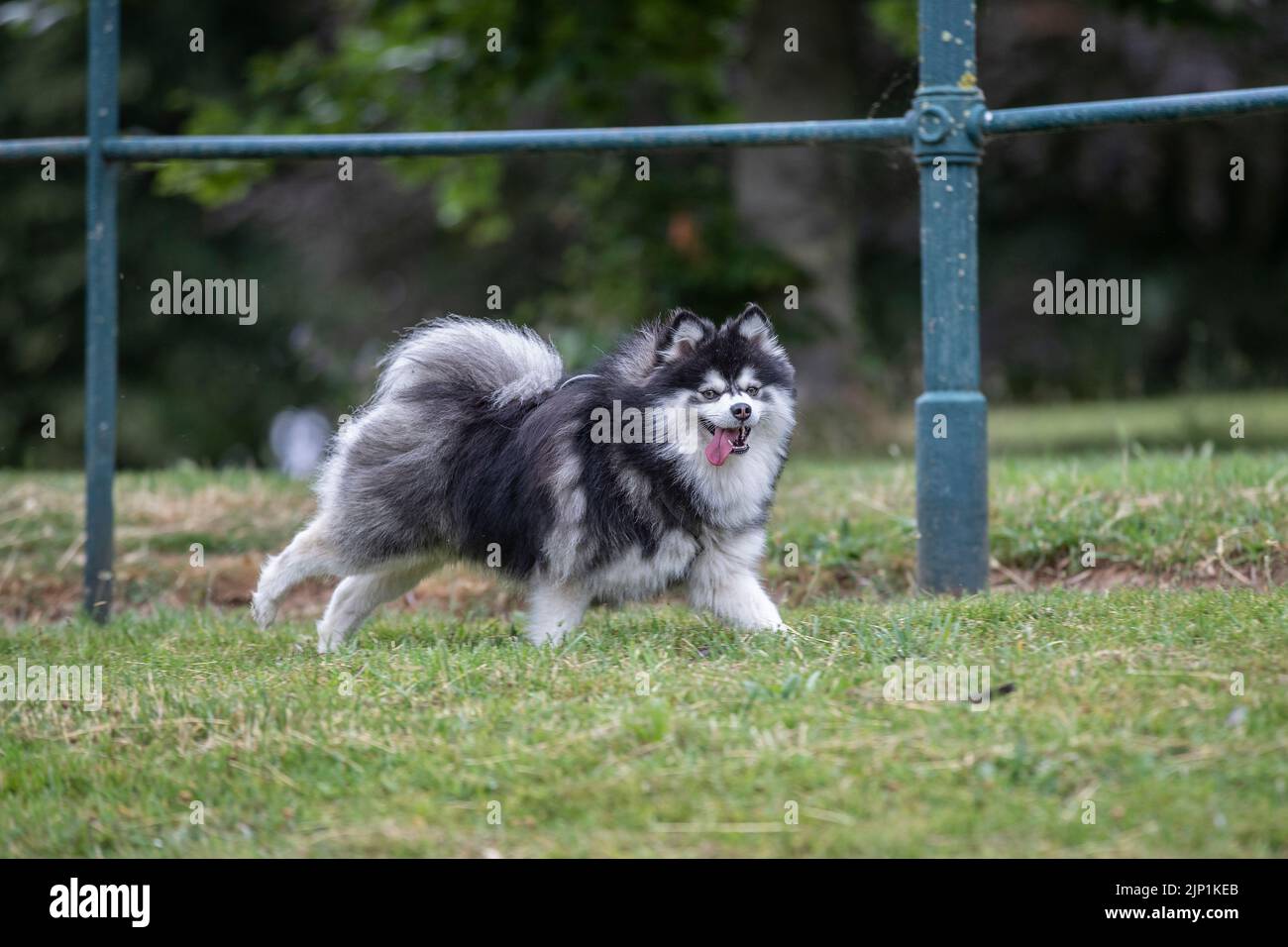 Cute pomsky hi-res stock photography and images - Alamy