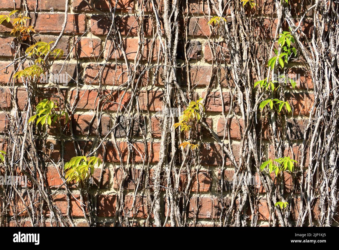 an Old rusty brick wall texture with leaves as background Stock Photo ...