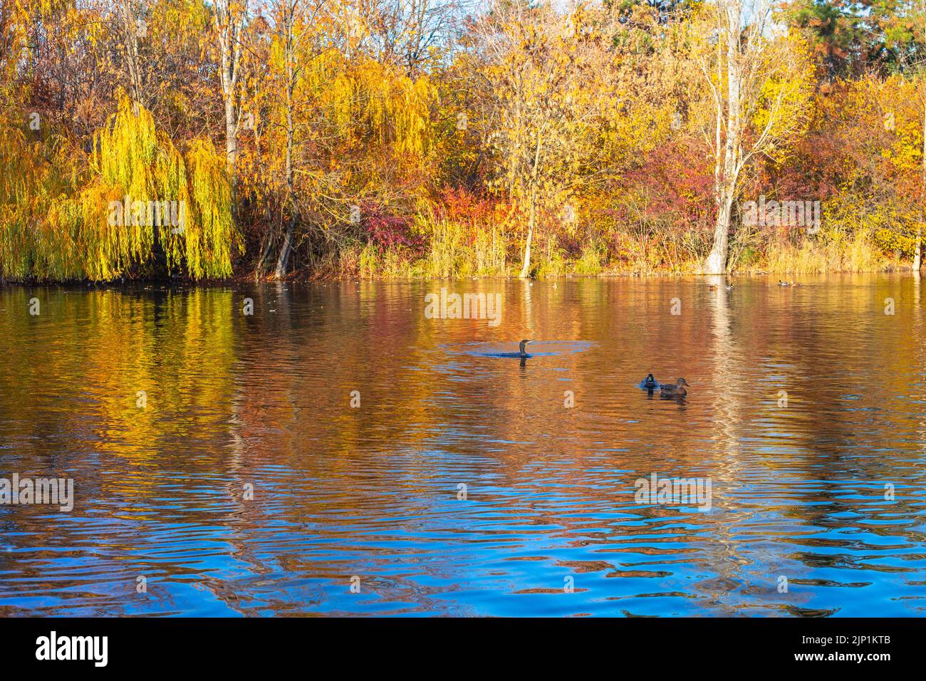 Lake ducks in forest hi-res stock photography and images - Alamy