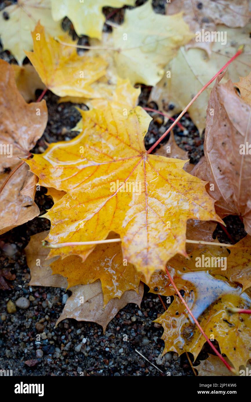 Crispy leaves hi-res stock photography and images - Alamy