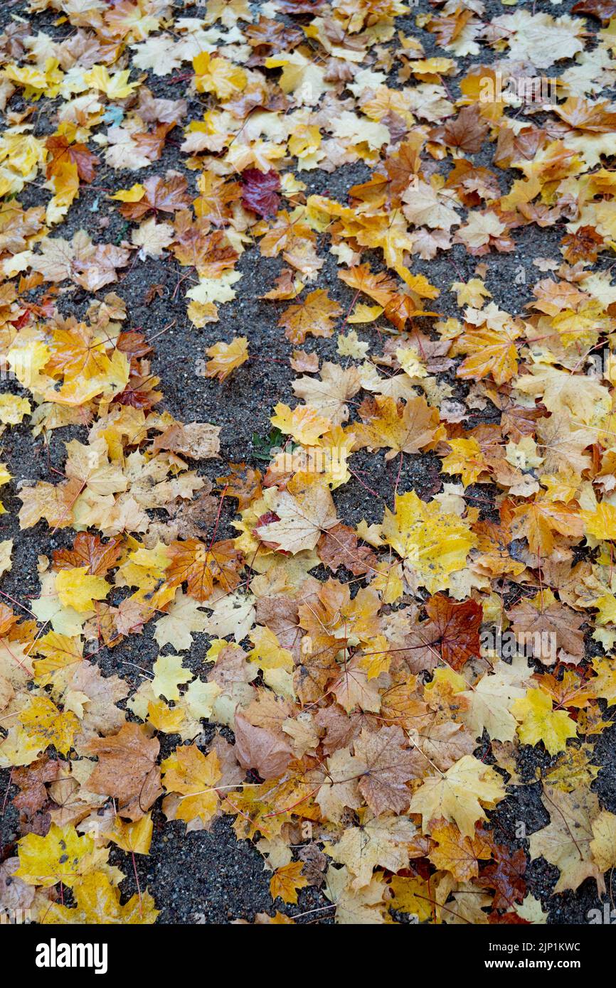 Crispy leaves hi-res stock photography and images - Alamy