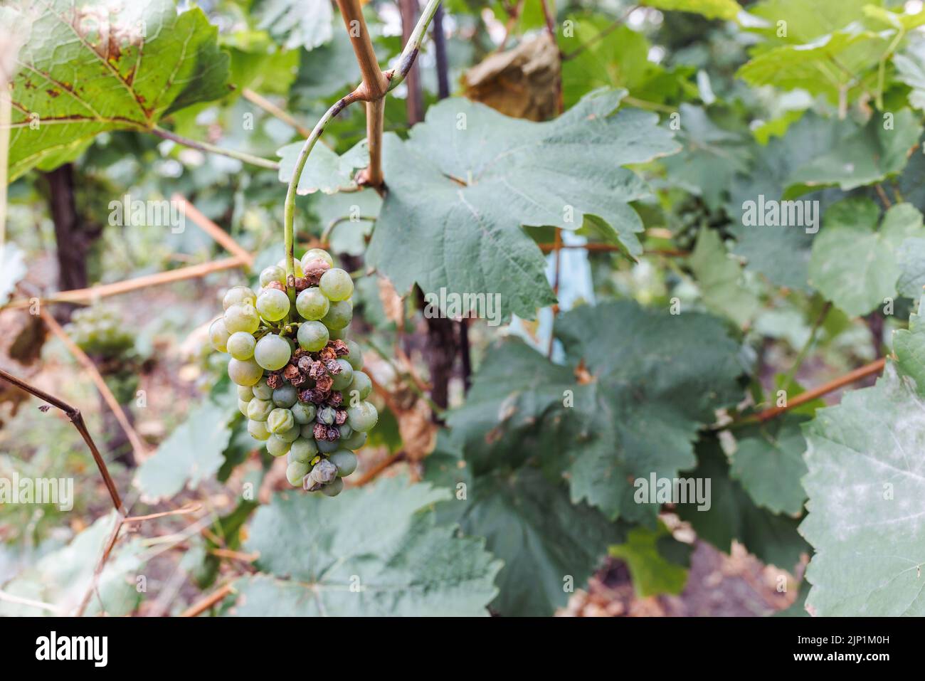 White ripe partially dried grapes and leaves in vineyard. Fall season ... White ripe partially dried grapes and leaves in vineyard. Fall season ...