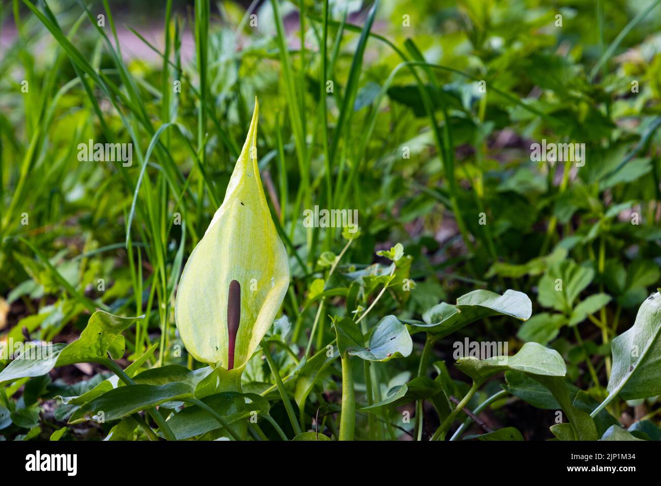 Arum maculatum wild arum flower hi-res stock photography and images - Alamy