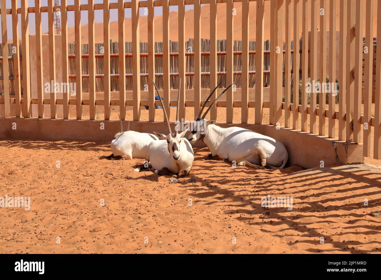 Arabian Oryx standing in a desert farm in the Oman desert Stock Photo ...