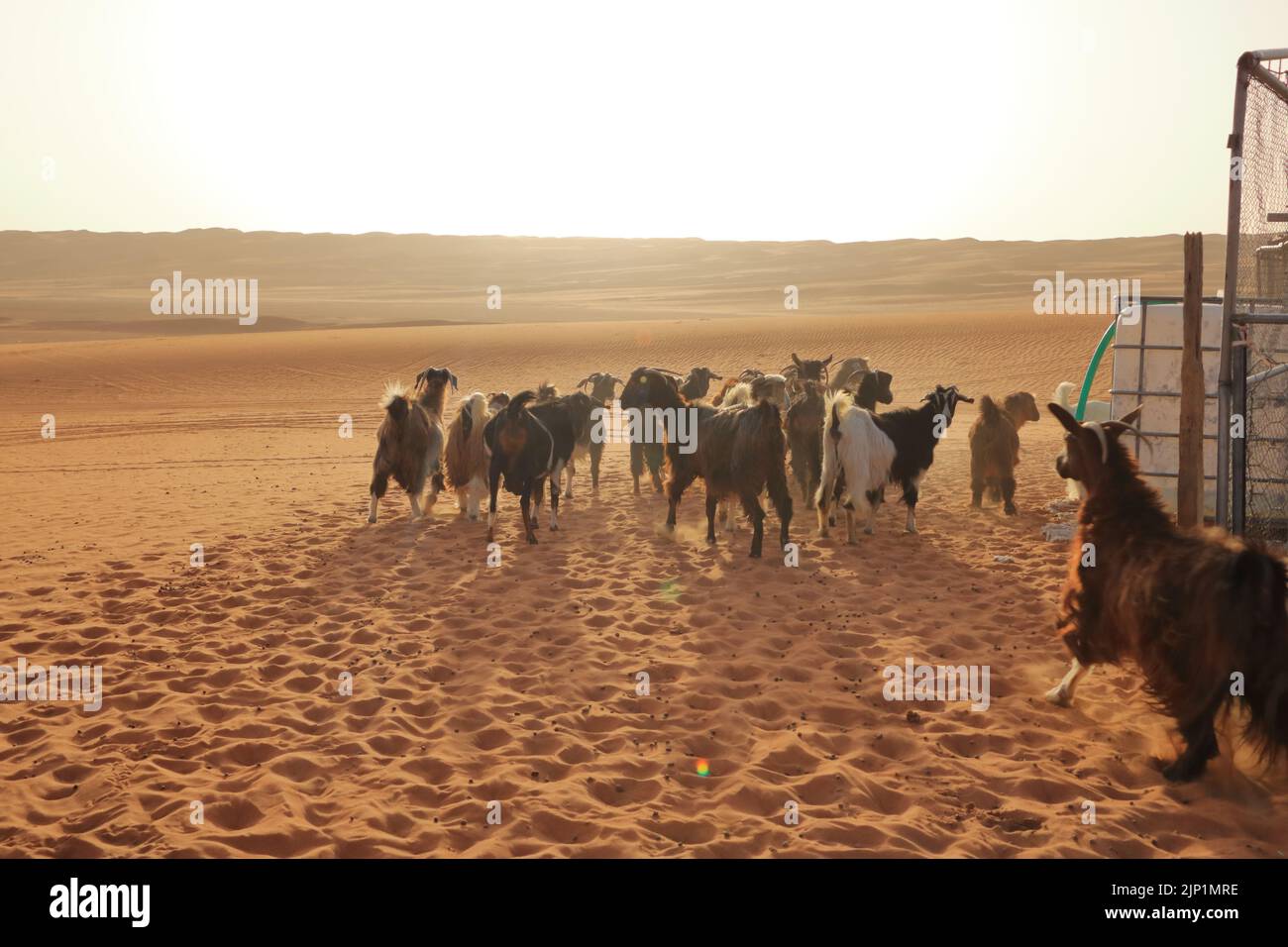 Goat farm saudi arabia hi-res stock photography and images - Alamy