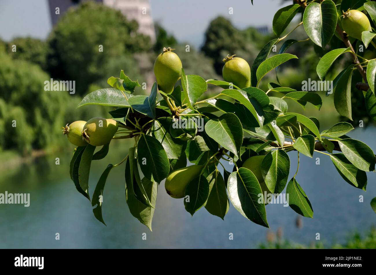 Pear branch in a garden with fruits ready to eat, Drujba, Sofia ...