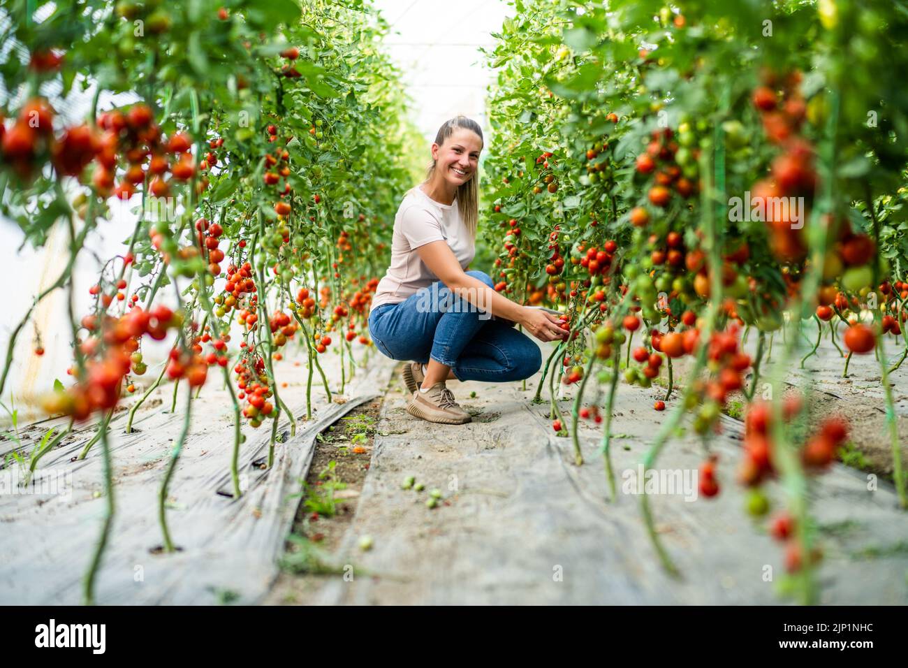 Organic greenhouse business. Farmer is picking and examining fresh and ripe cherry tomatoes in ...