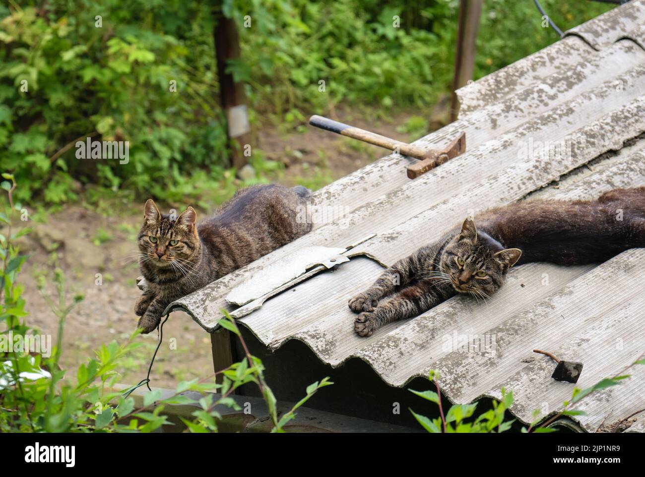 Portrait of two sleeping tabby cats hi-res stock photography and images ...