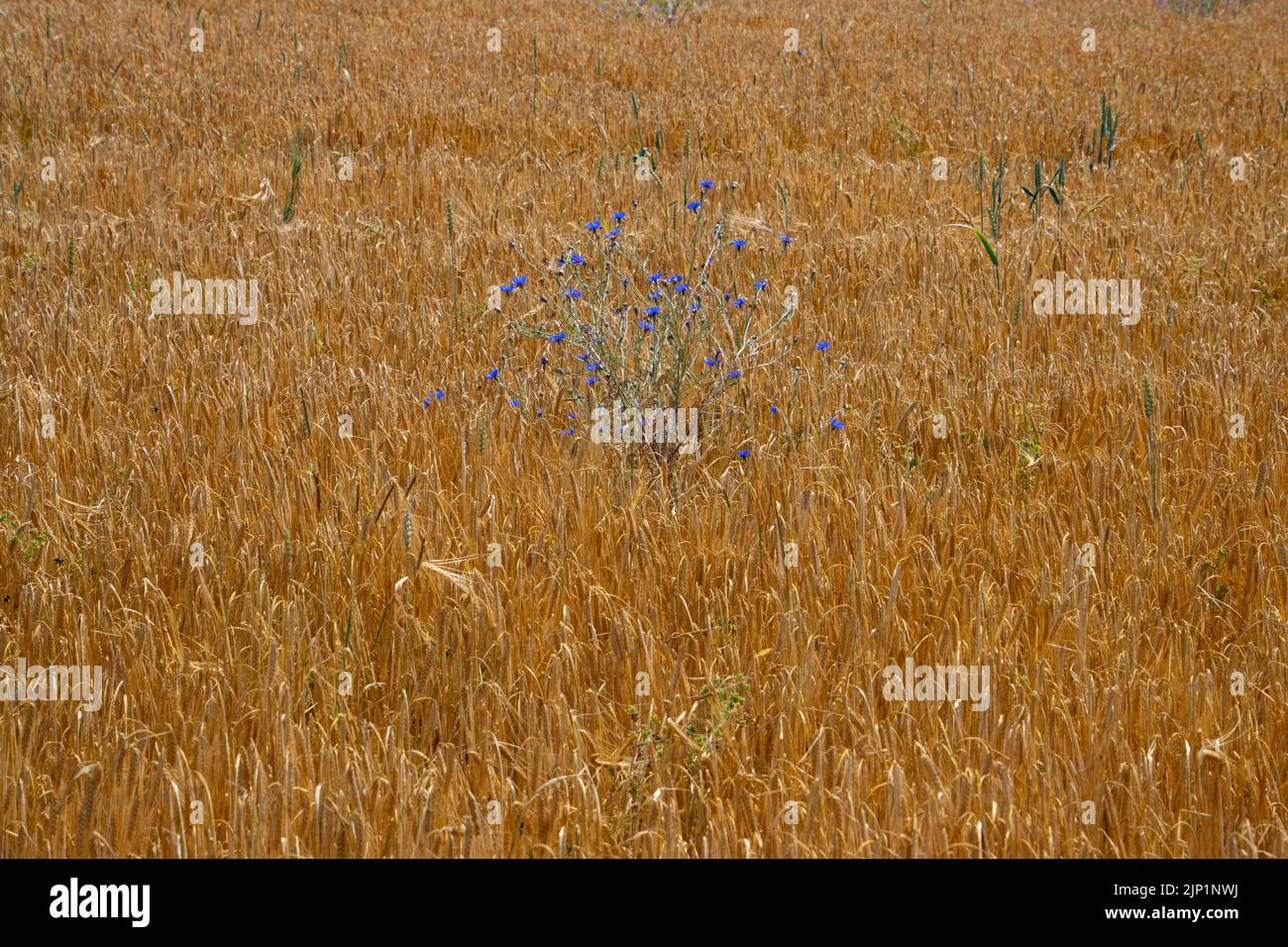 Blue cornflower growing in a wheatfield, focus on blue flower Centaurea ...