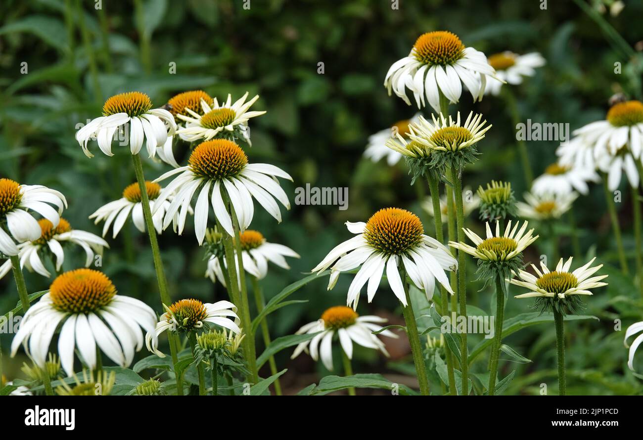Lovely white coneflower plant with a green background. Other names of ...