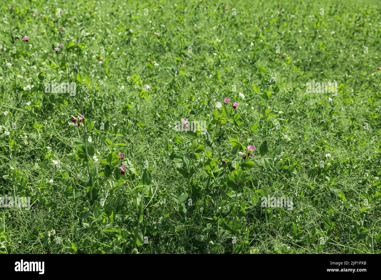 pea plants during flowering with white petals, an agricultural field ...