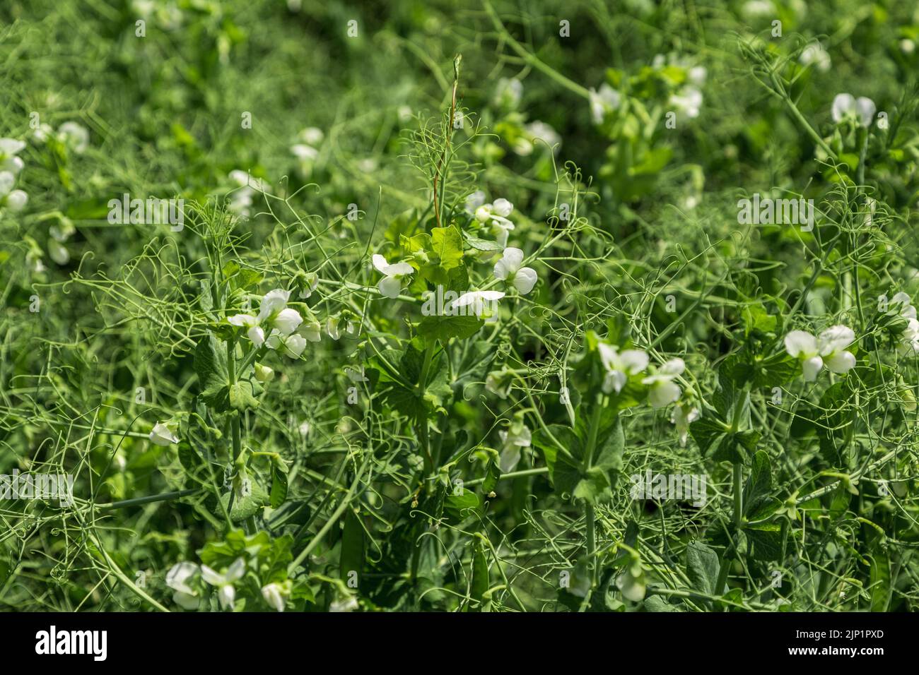 pea plants during flowering with white petals, an agricultural field ...