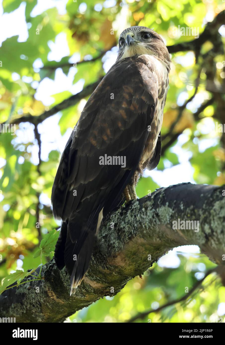 A Common Buzzard drops in to a field Maple tree in Pittville Park ...