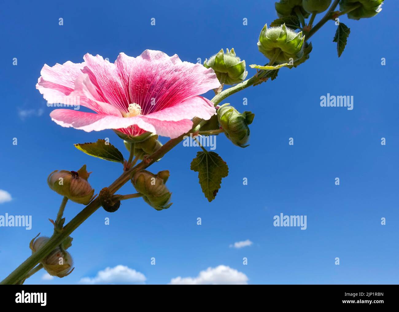 Alcea rosea, the common hollyhock, an ornamental plant in the family ...