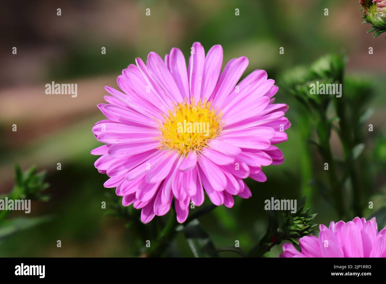 High growing aster hi-res stock photography and images - Alamy