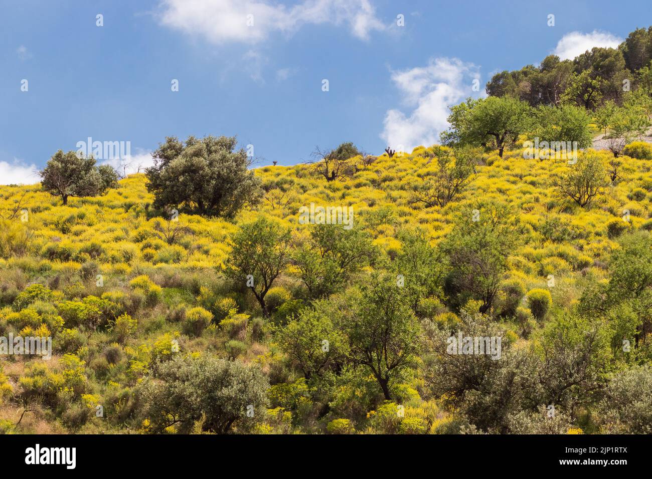 Yellow Gorse Growing on a steep Hillside in the Almanzora Valley ...