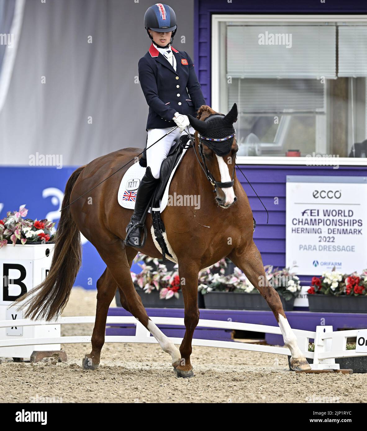 Herning, Denmark. 14th Aug, 2022. World Equestrian Games. Georgia ...