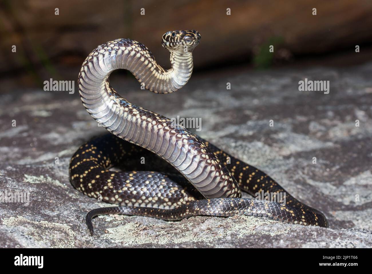 Endangered Australian Broad-headed Snake in defensive stance Stock ...