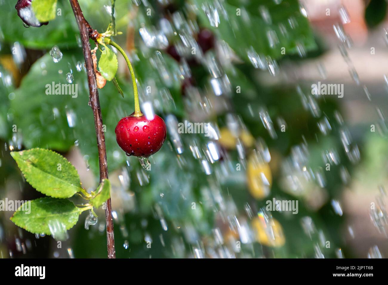 Sour cherry plant hi-res stock photography and images - Alamy