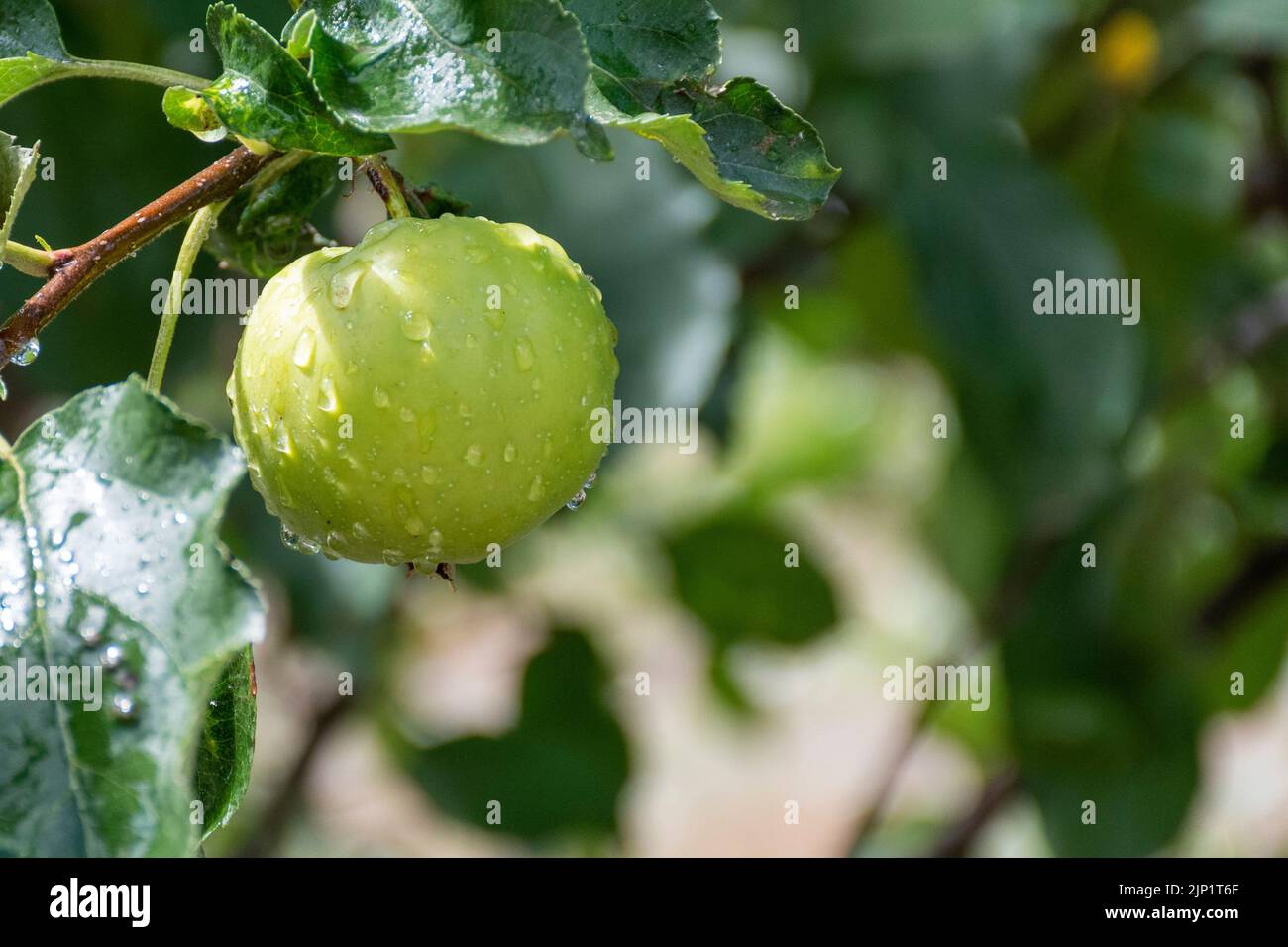 Isolated apple tree malus hi-res stock photography and images - Alamy