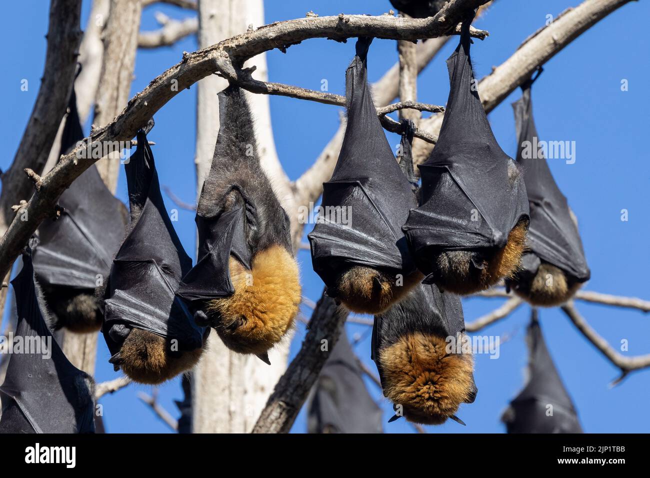 Grey-headed Flying Foxes roosting during daylight hours Stock Photo - Alamy