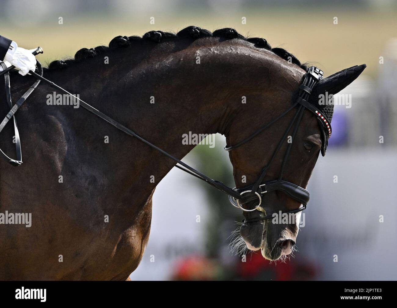 Herning, Denmark. 14th Aug, 2022. World Equestrian Games. Emma Booth ...