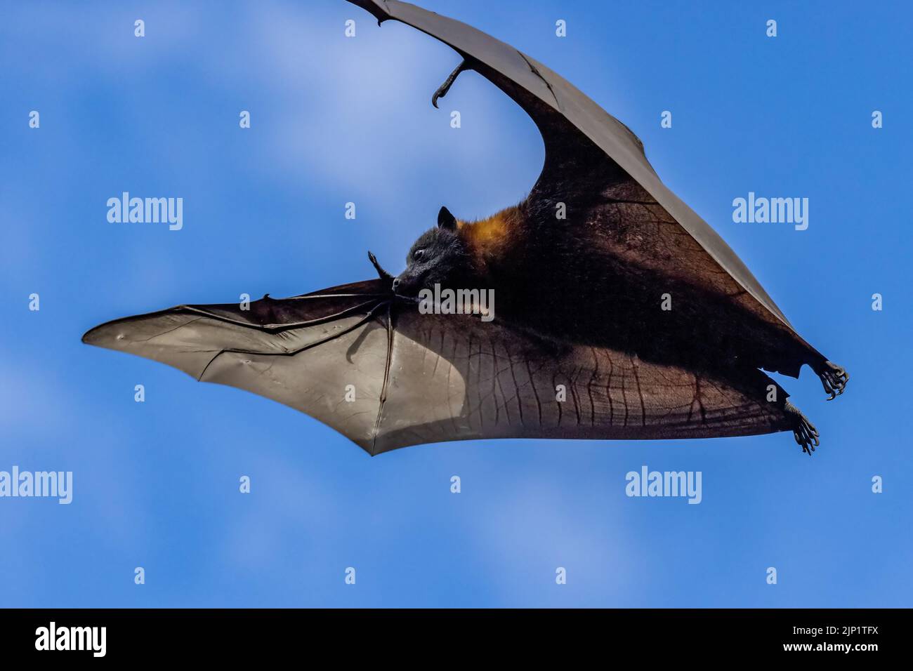Grey-headed Flying Fox in flight Stock Photo - Alamy