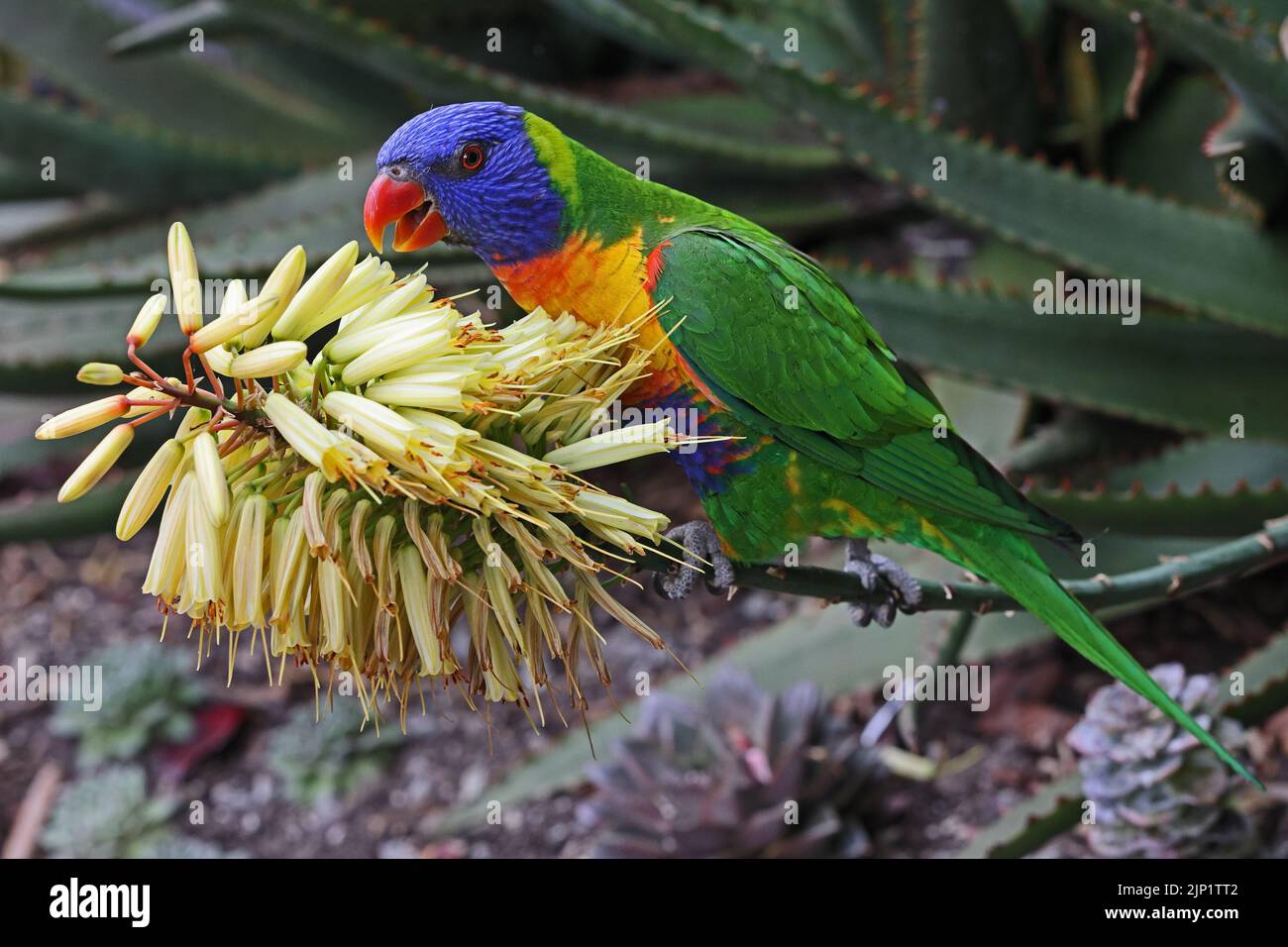 Rainbow Lorikeet feeding at an Aloe plant nectar Stock Photo - Alamy