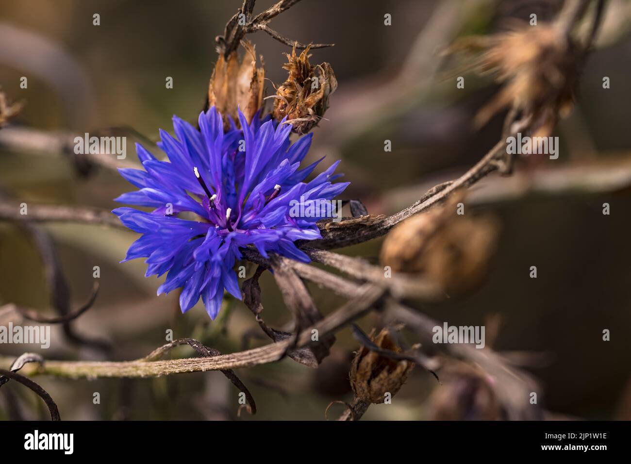 One isolated blue cornflower in front of curved brown leaves and stems ...