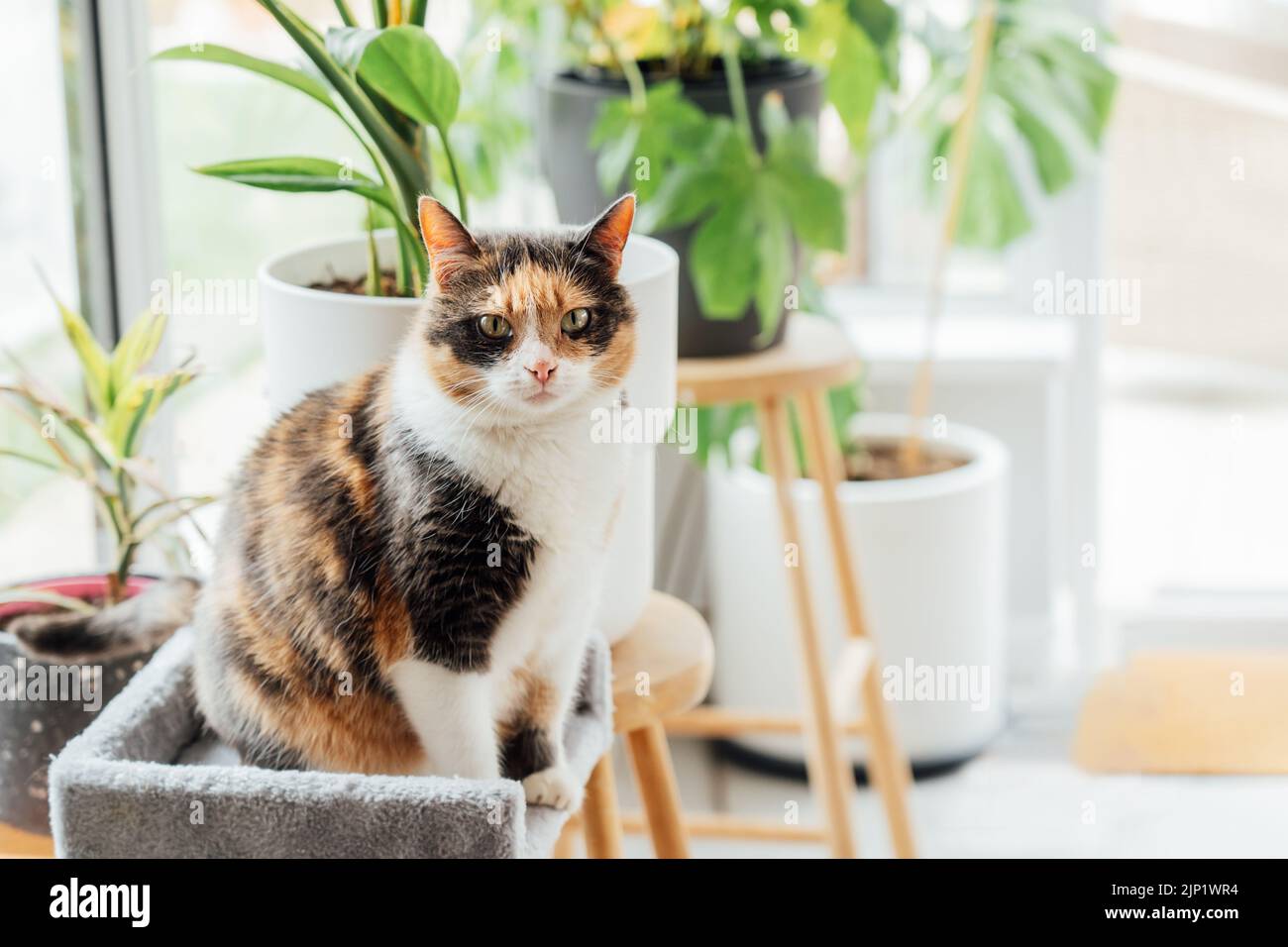 Multicolor cat sitting on the background of many green potted ...