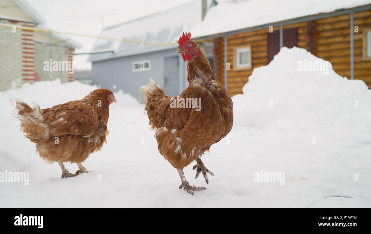 brown chicken on the farm in winter. In winter, two brown hens walk ...