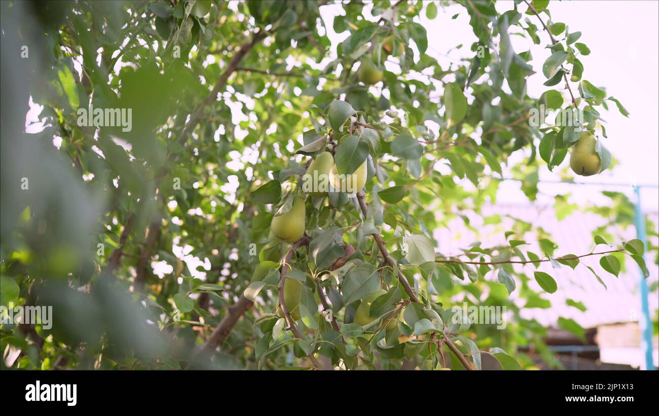 Green pear growing on a sunset background. Two yellow ripe pears look ...