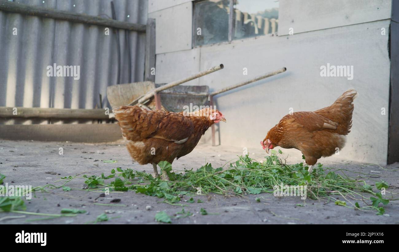 Brown chickens on the farm. Chicken birds on a local farm Stock Photo ...