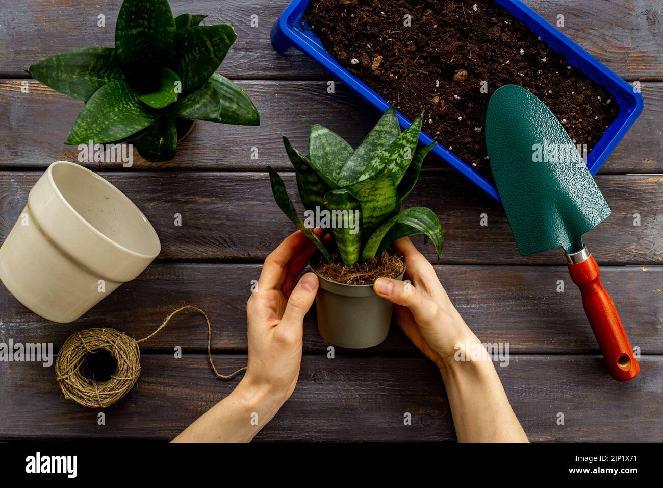 Gardening equipment and plant in hands. Hobbies activities layout for ...