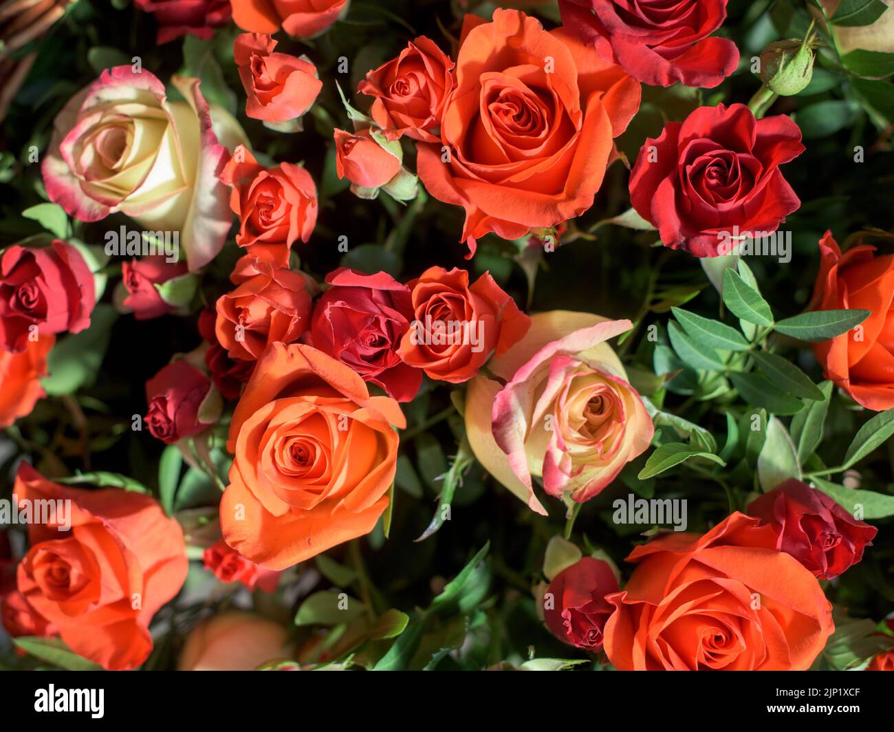 Bouquet of red, orange and yellow roses- a composition of multi ...