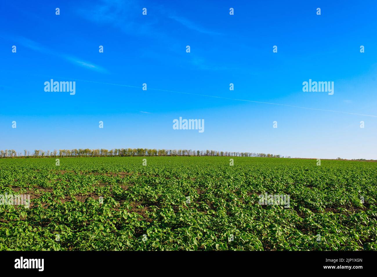 Ukrainian Green Field of wheat, blue sky and sun, white clouds ...