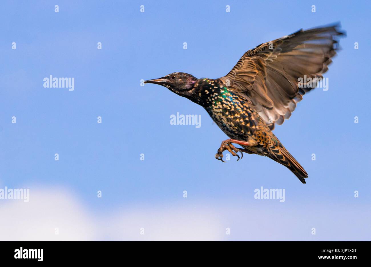 Starlings with open wings hi-res stock photography and images - Alamy