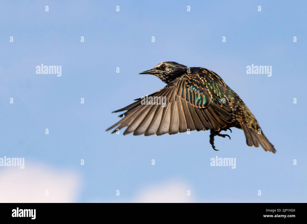 Starling, Sturnus vulgaris, flying over a British Garden, Summer 2022 ...