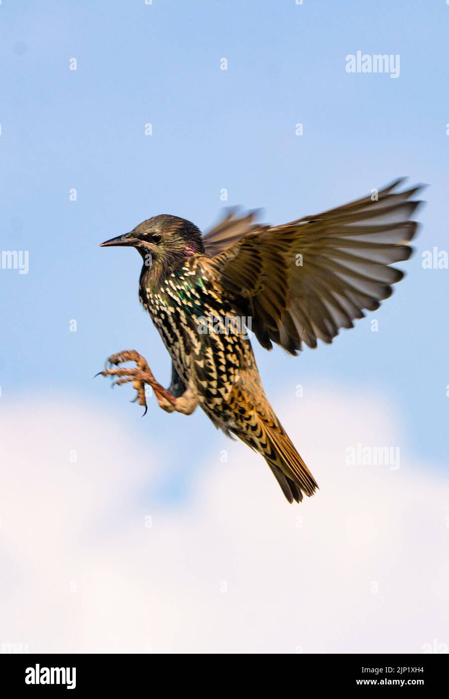 Starling, Sturnus vulgaris, flying over a British Garden, Summer 2022 ...