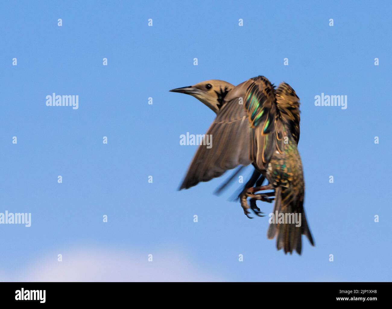 Starling, Sturnus vulgaris, flying over a British Garden, Summer 2022 ...