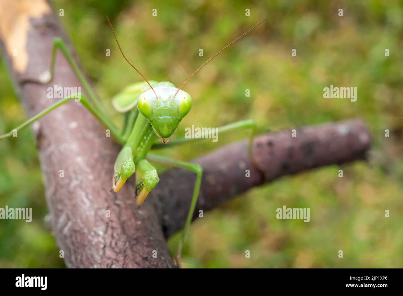 African lined mantis Sphodromantis lineola or African praying mantis ...