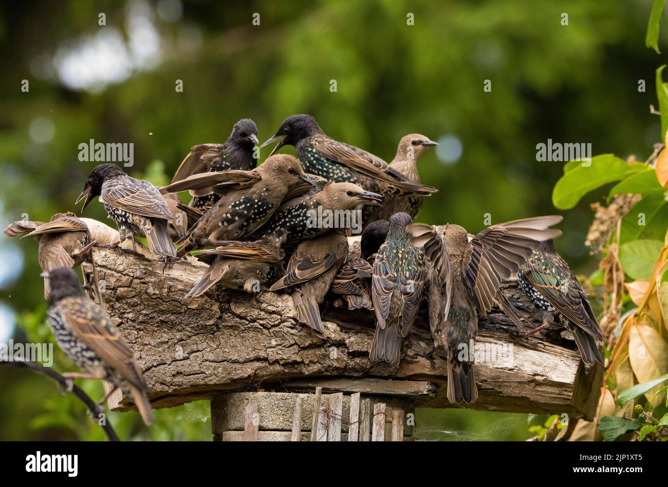 Huddled bird hi-res stock photography and images - Alamy