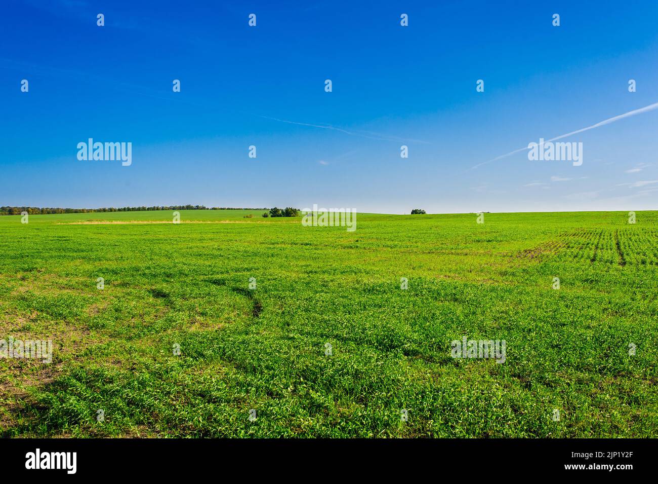Ukrainian Green Field of wheat, blue sky and sun, white clouds ...