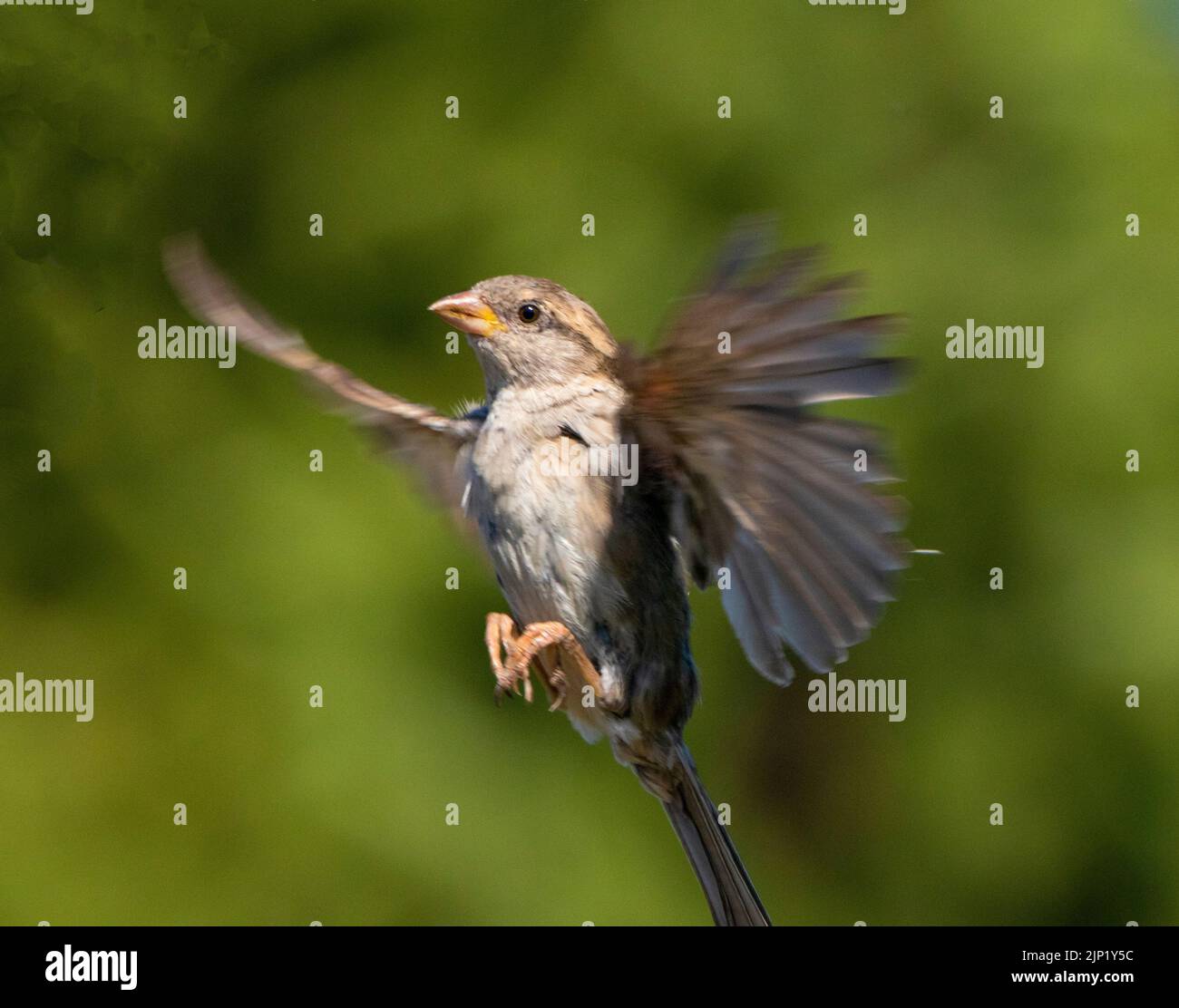 House Sparrow, in flight, Summer 2022, Bedfordshire, UK Stock Photo - Alamy