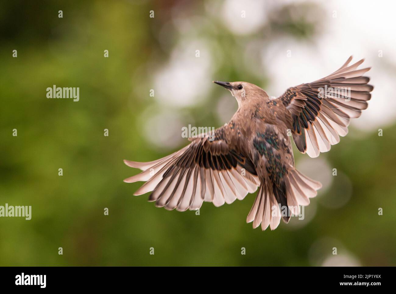Starling, Sturnus vulgaris, flying over a British Garden, Summer 2022 ...