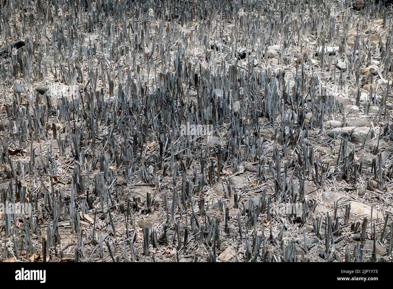 Burnt dry grass hi-res stock photography and images - Alamy