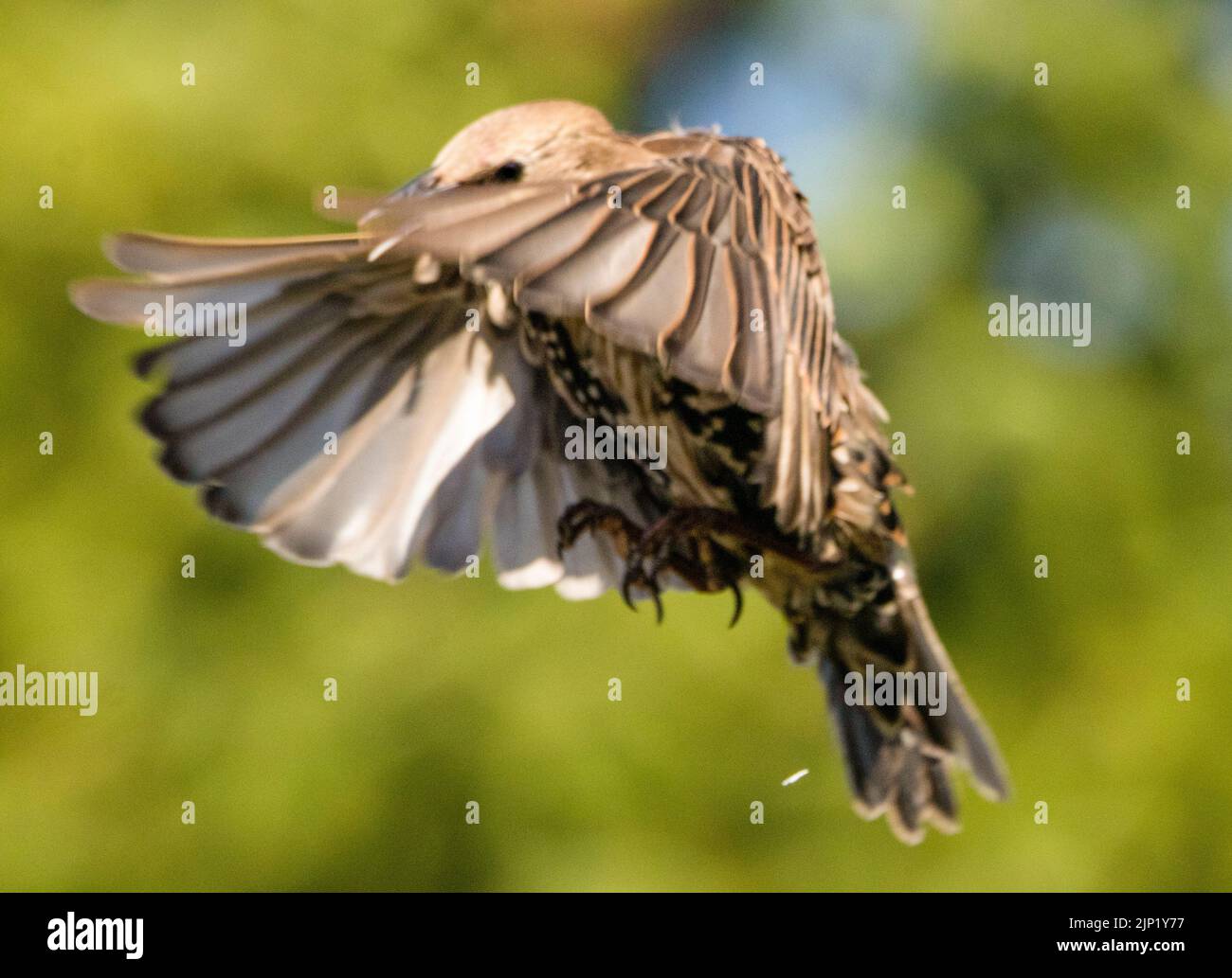 Starling, Sturnus vulgaris, flying over a British Garden, Summer 2022 ...