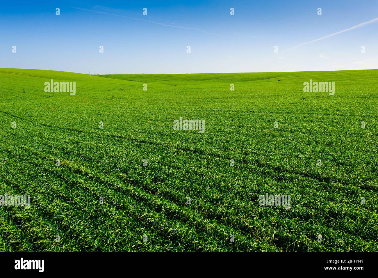 Ukrainian Green Field of wheat, blue sky and sun, white clouds. wonderland. The unripe green ...