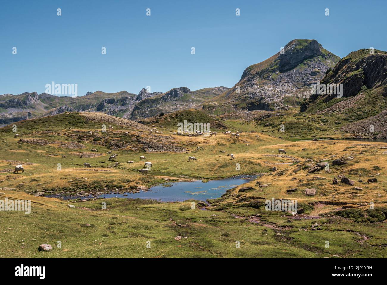 Natural landscapes of the lake, forest and mountains in the French ...
