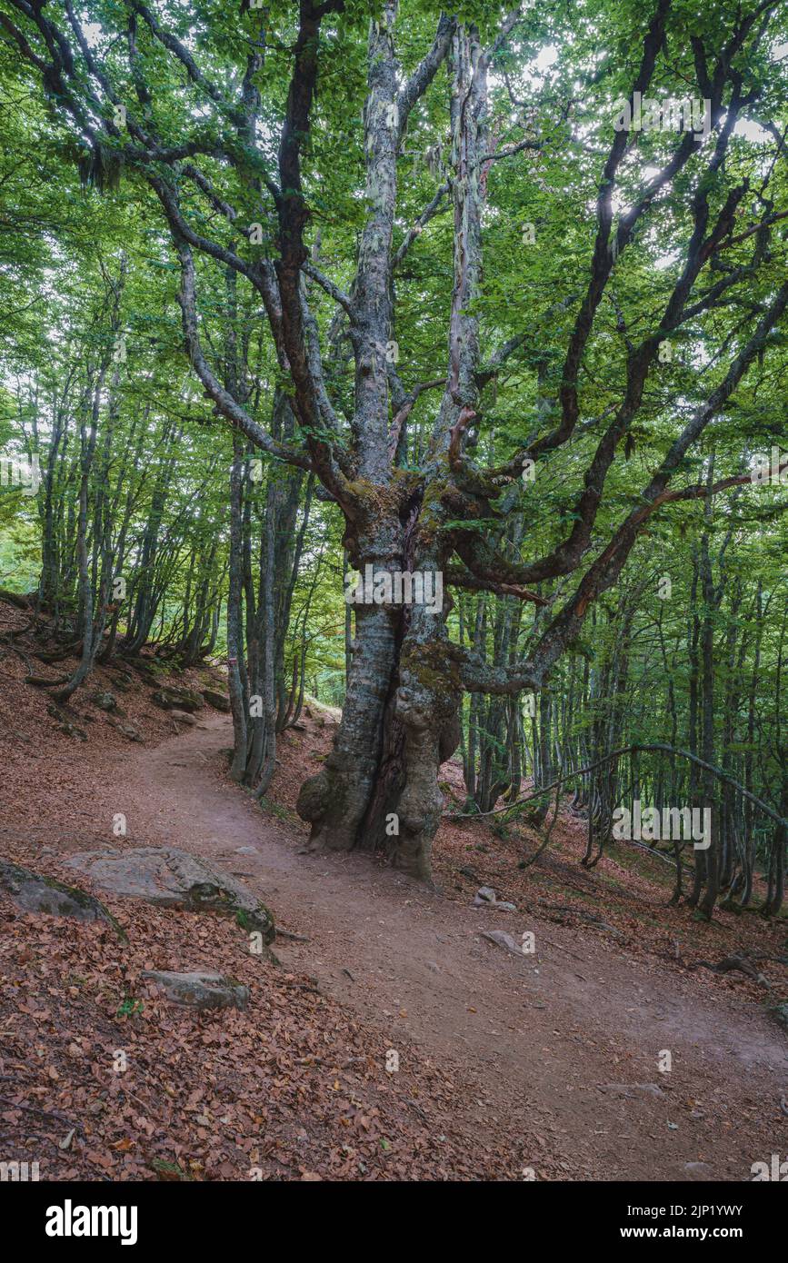 Forest background on the mountain of Pyrenees Plateau Stock Photo - Alamy